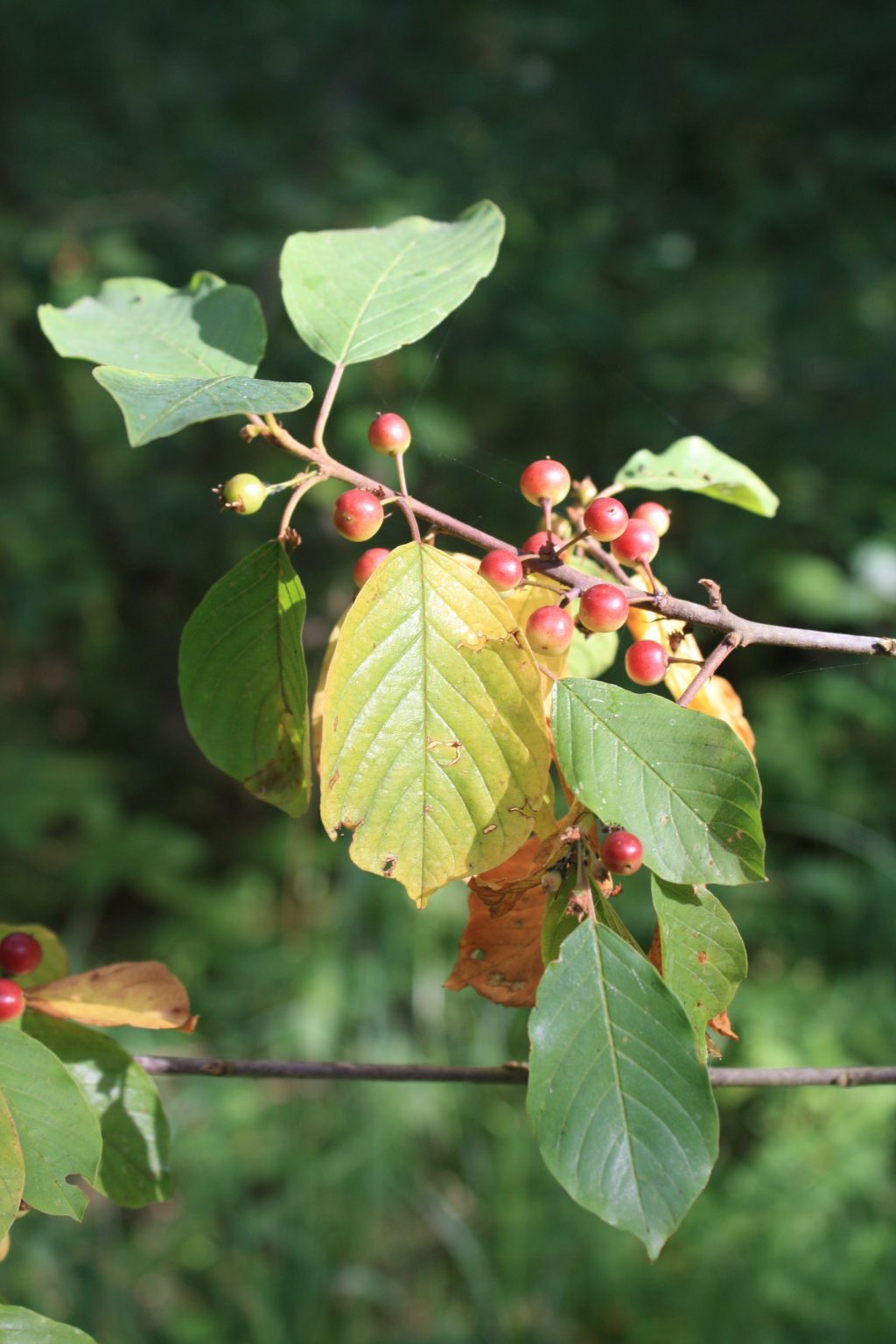 Tipp Nr. 15 - Der Faulbaum
