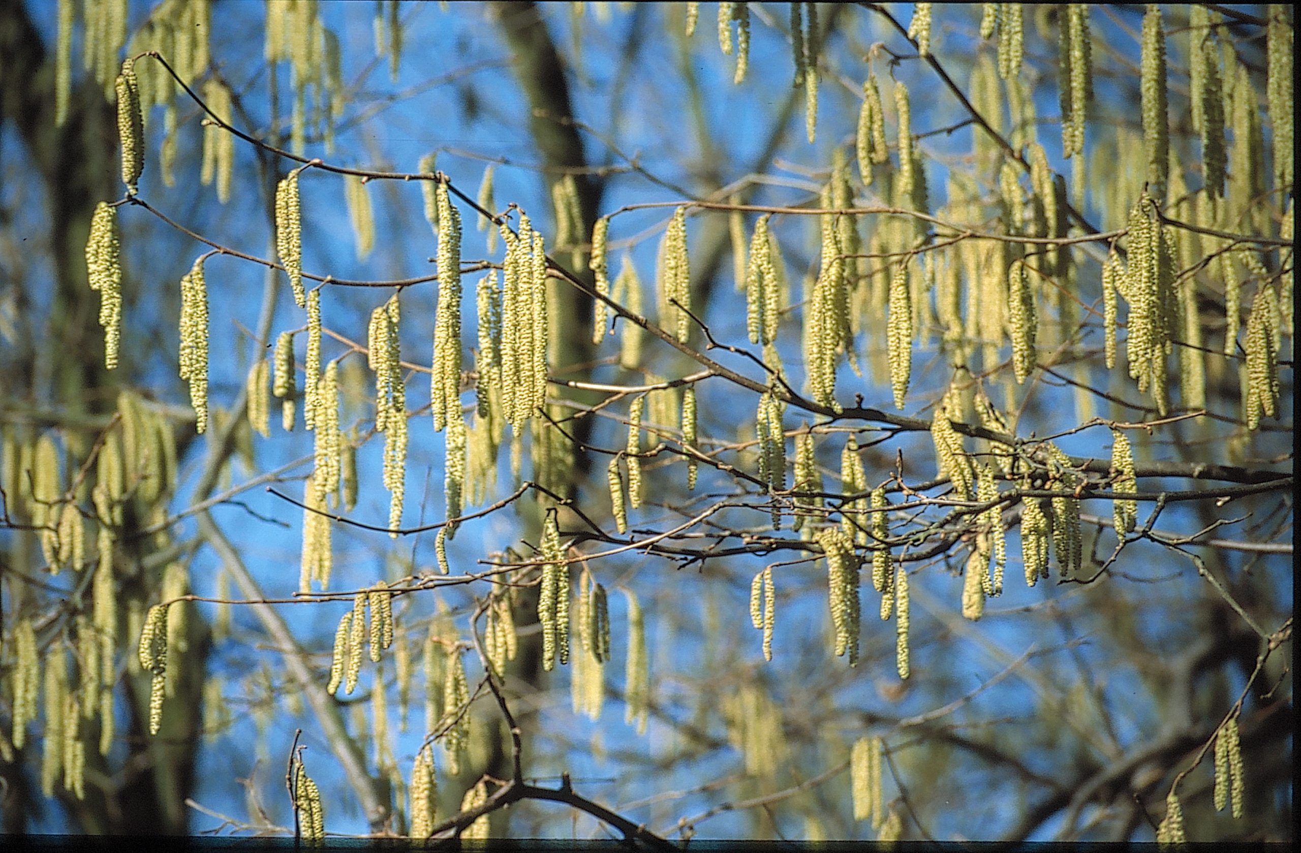 Tipp Nr. 26 - Der Haselnussstrauch