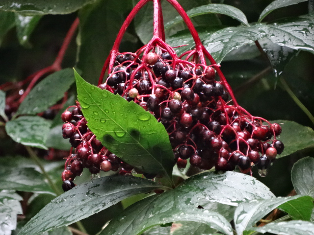 Tipp Nr. 27 - Der Holunder